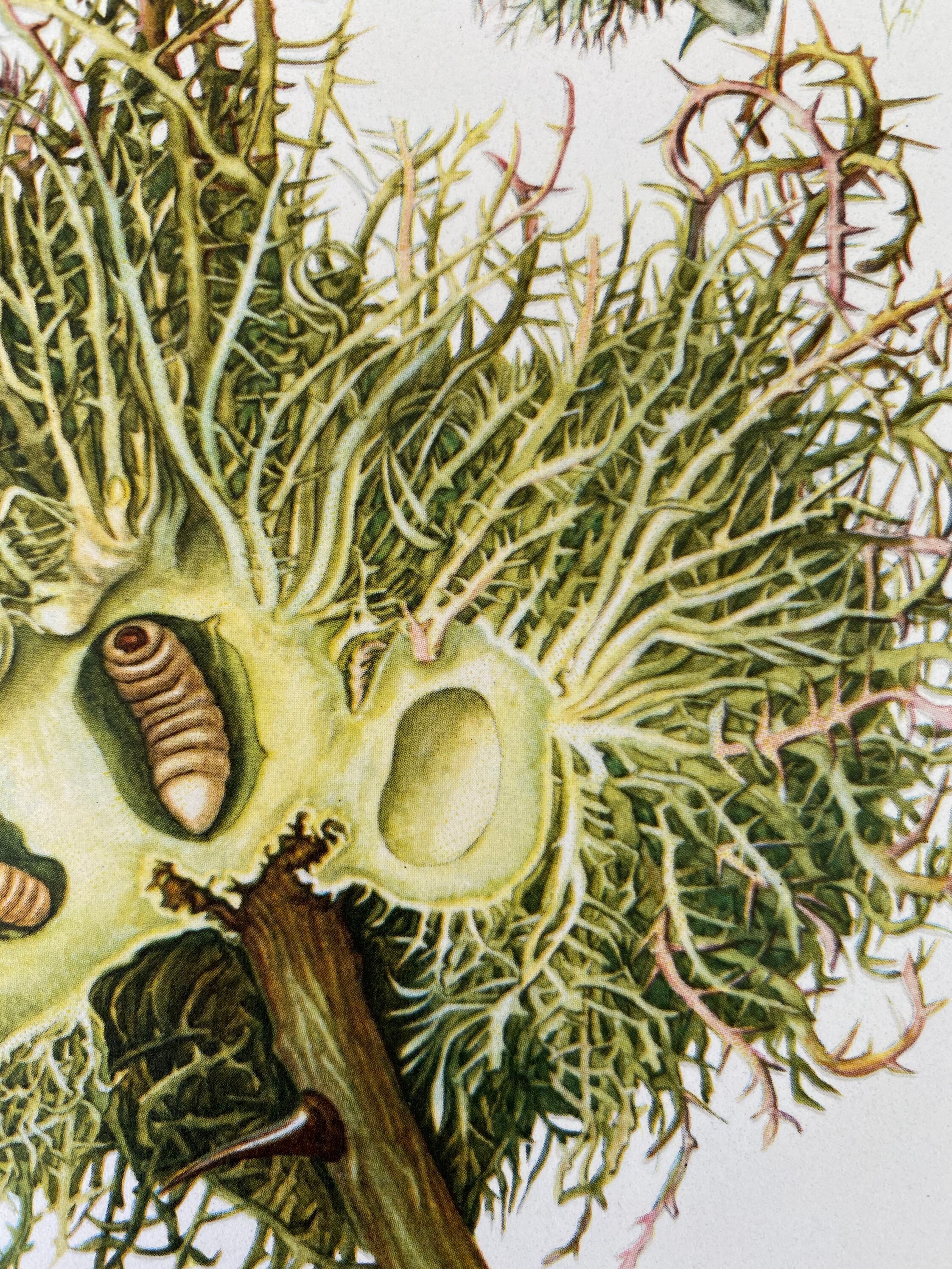 1960 Vintage GALL WASP Print. Bugs Illustrations. Insect - Etsy