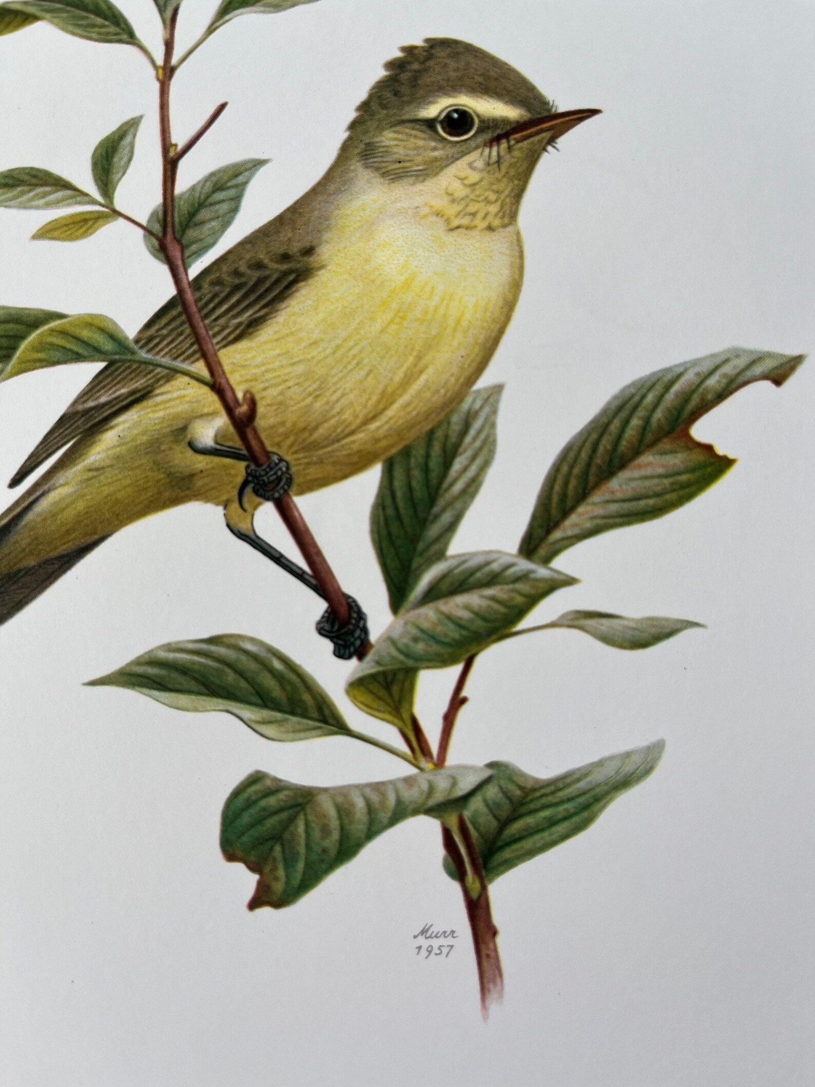 Icterine Warbler Print, Vintage Ornithology Lithograph, 1960s Bird ...