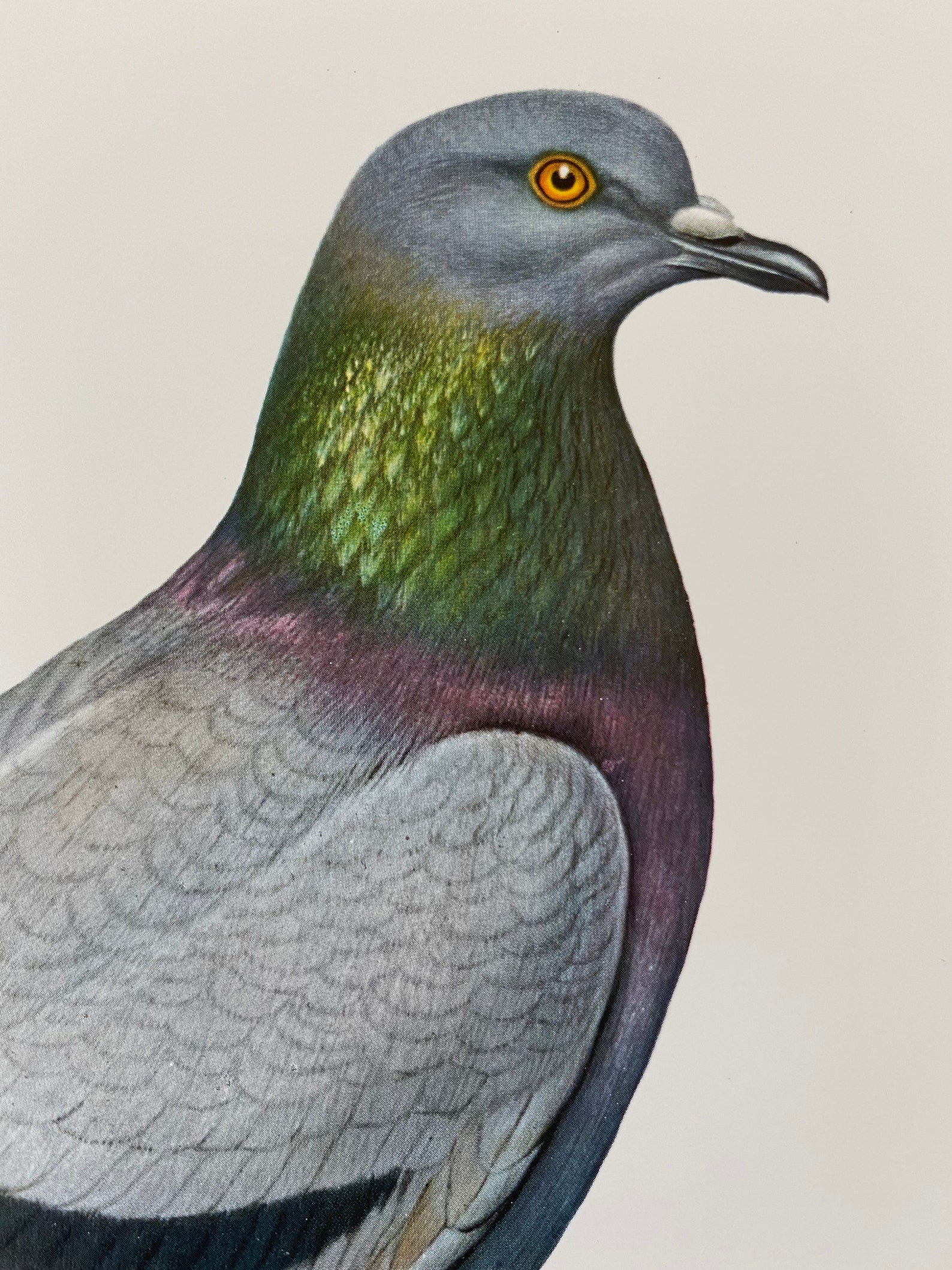 Vintage Pigeon Print, 1960s French Ornithology Wall Art - Etsy