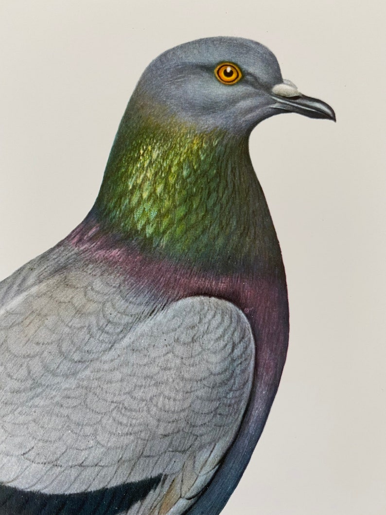 Vintage Pigeon Print, 1960s French Ornithology Wall Art - Etsy