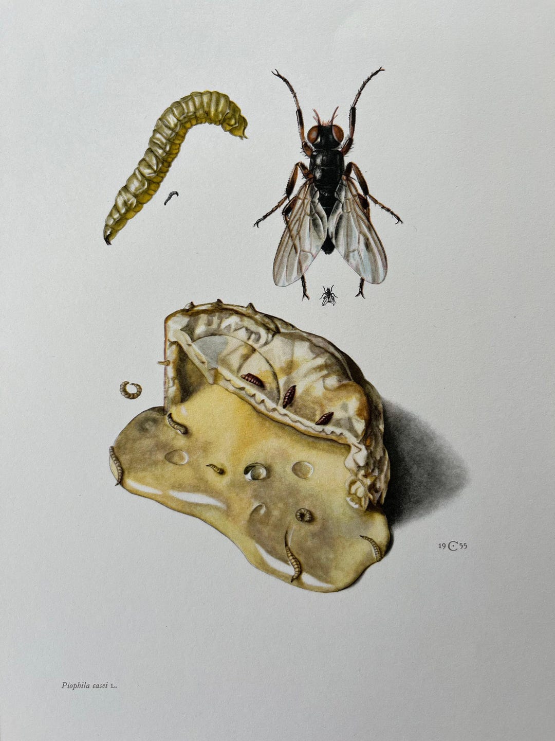 Vintage Cheese Fly Print, 1960s Insect Zoology Lithograph - Etsy