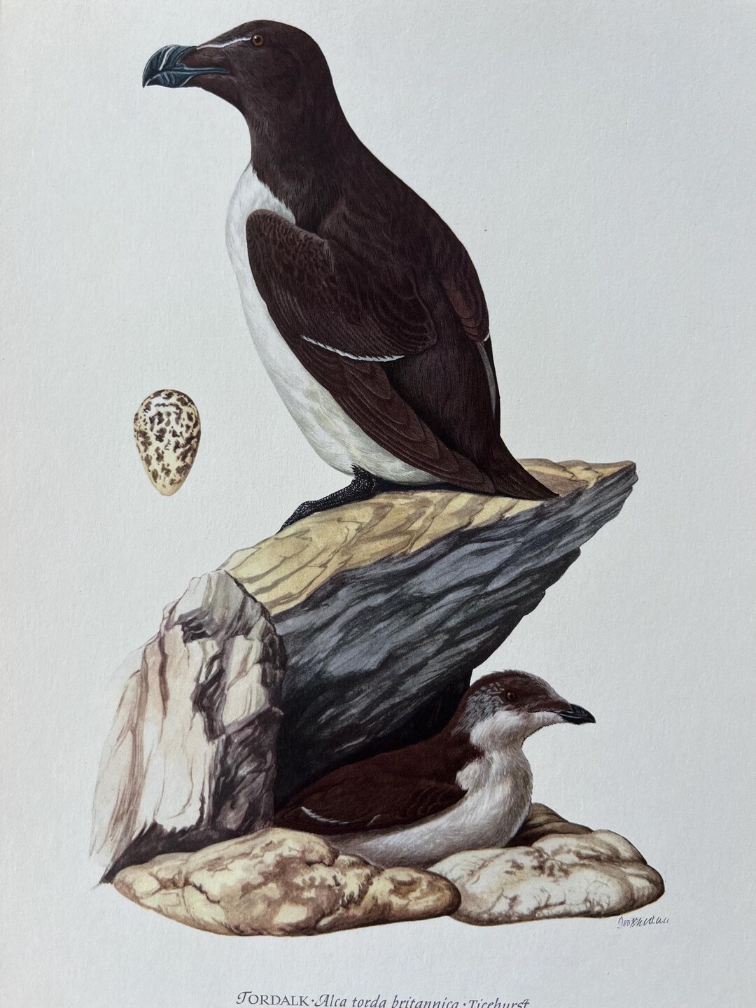 1955 Vintage Razorbill Auk Bird Print. Antique Ornithology and Biology ...