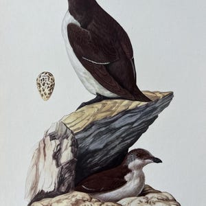1955 Vintage Razorbill Auk Bird Print. Antique Ornithology and Biology ...