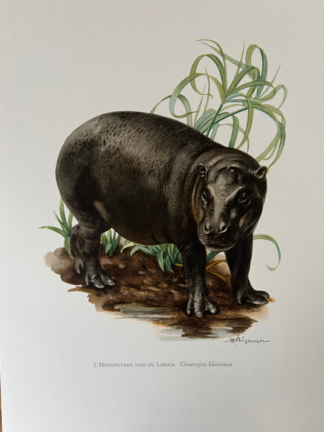PYGMY HIPPO Animal Print. Antique and Vintage Zoology and Biology ...
