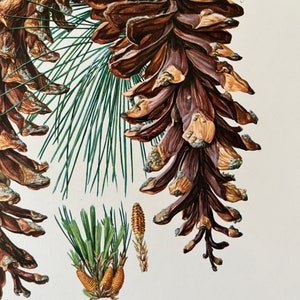 EASTERN WHITE PINE Botanical Print. Antique and Vintage Natural ...