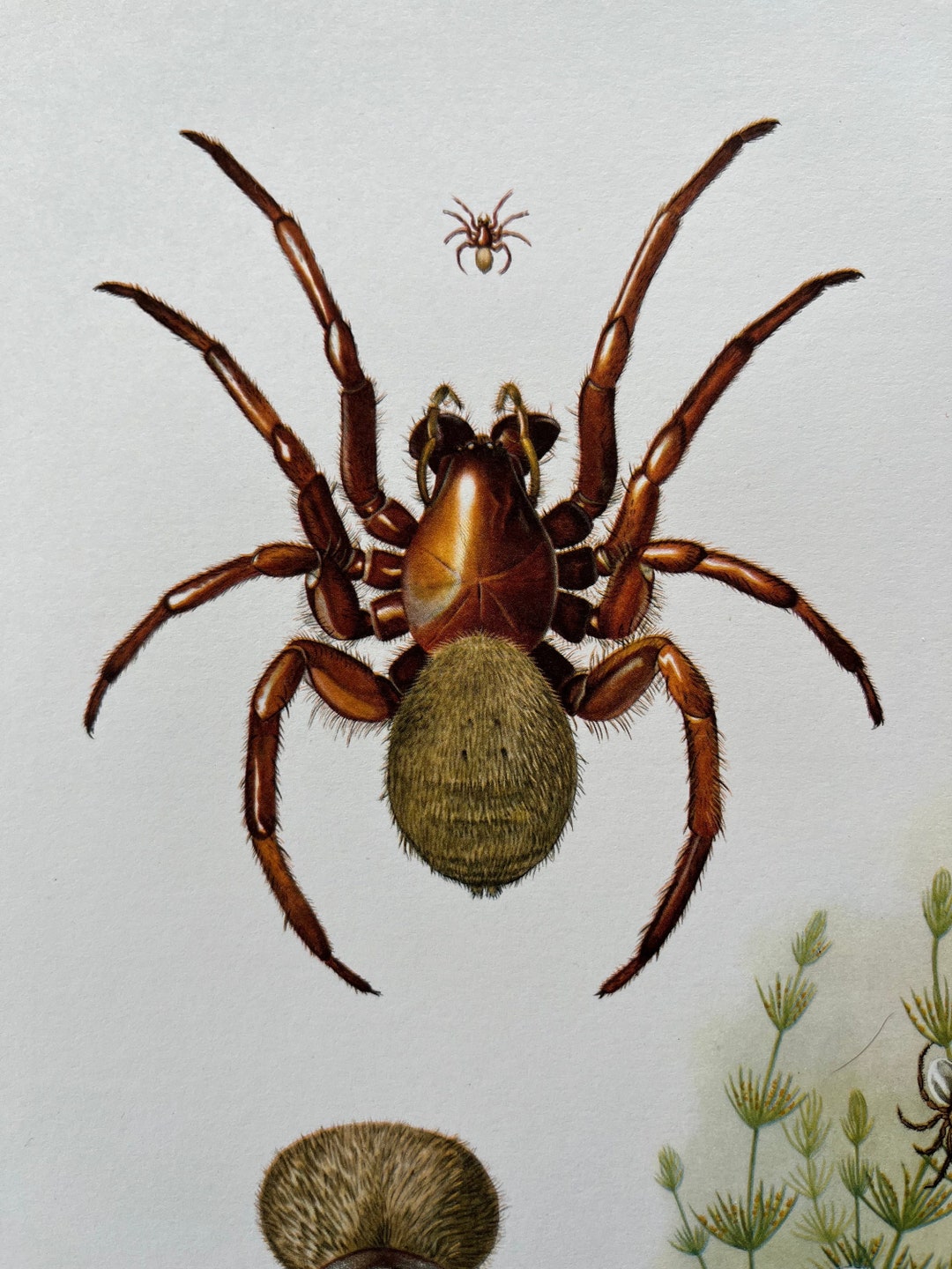 Diving Bell Spider Print, Vintage Zoology Lithograph, 1960s Insect ...