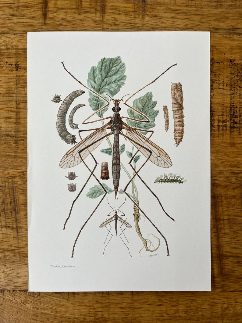 Vintage Crane Fly Print, 1960s Zoology Lithograph - Etsy