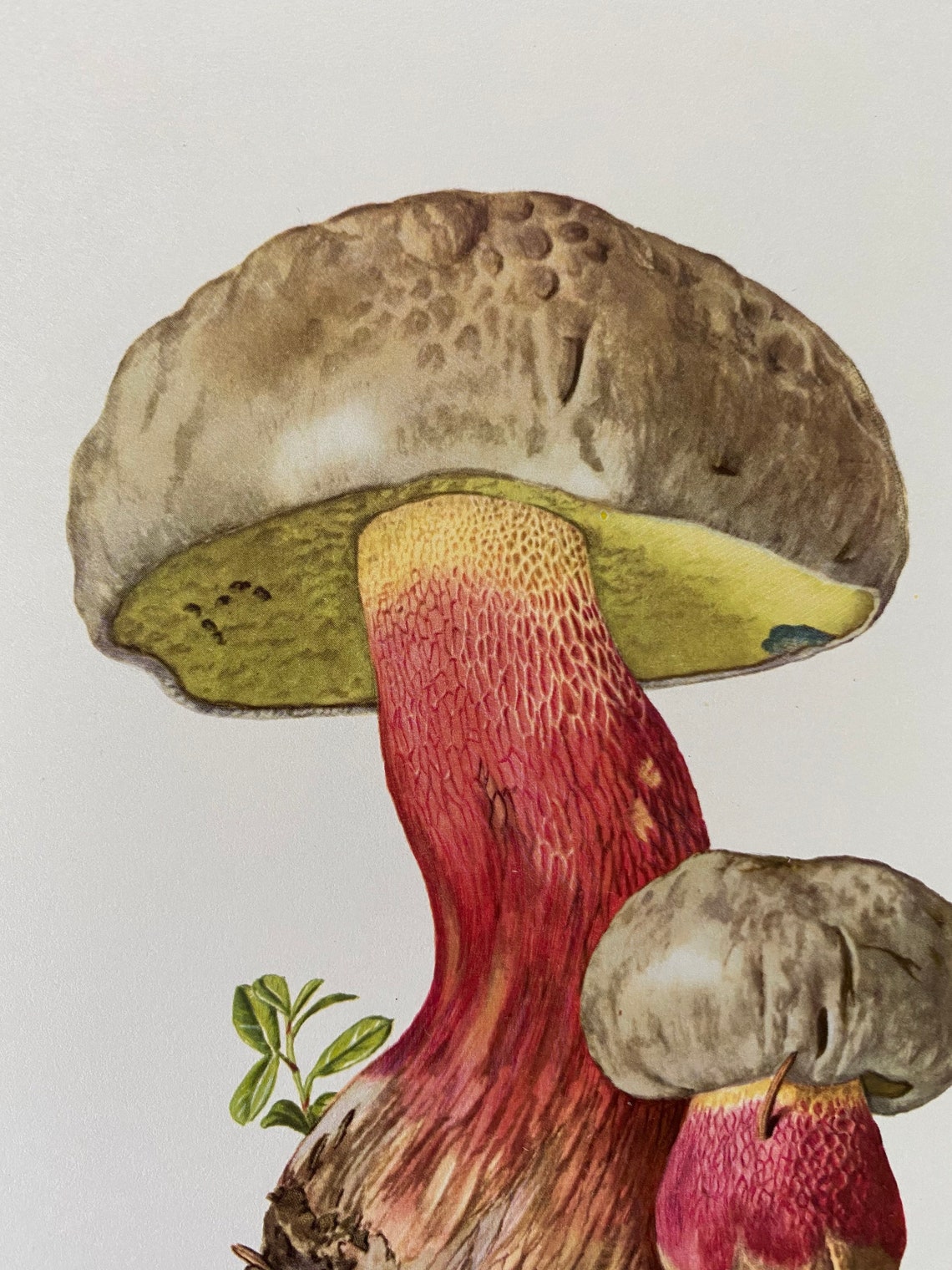 BITTER BEECH BOLETE Mushroom Print. Antique and Vintage Biology and ...