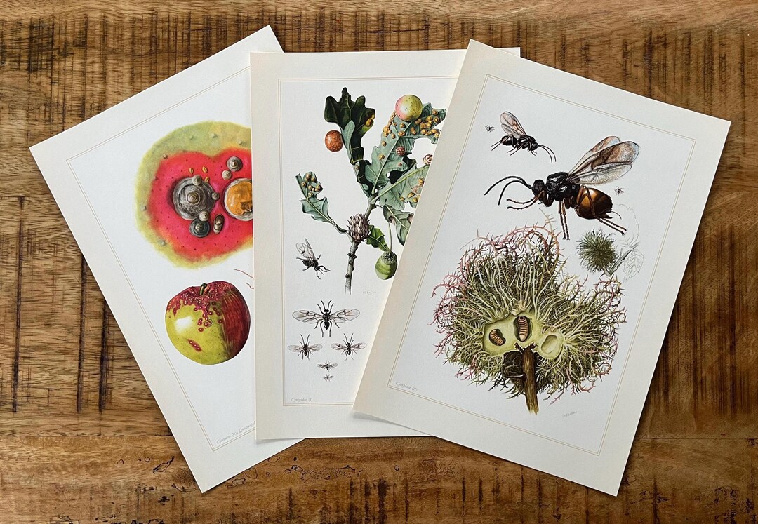 3 X 1960s Vintage GALL WASPS & China Scale Insect Print Set. Bugs ...