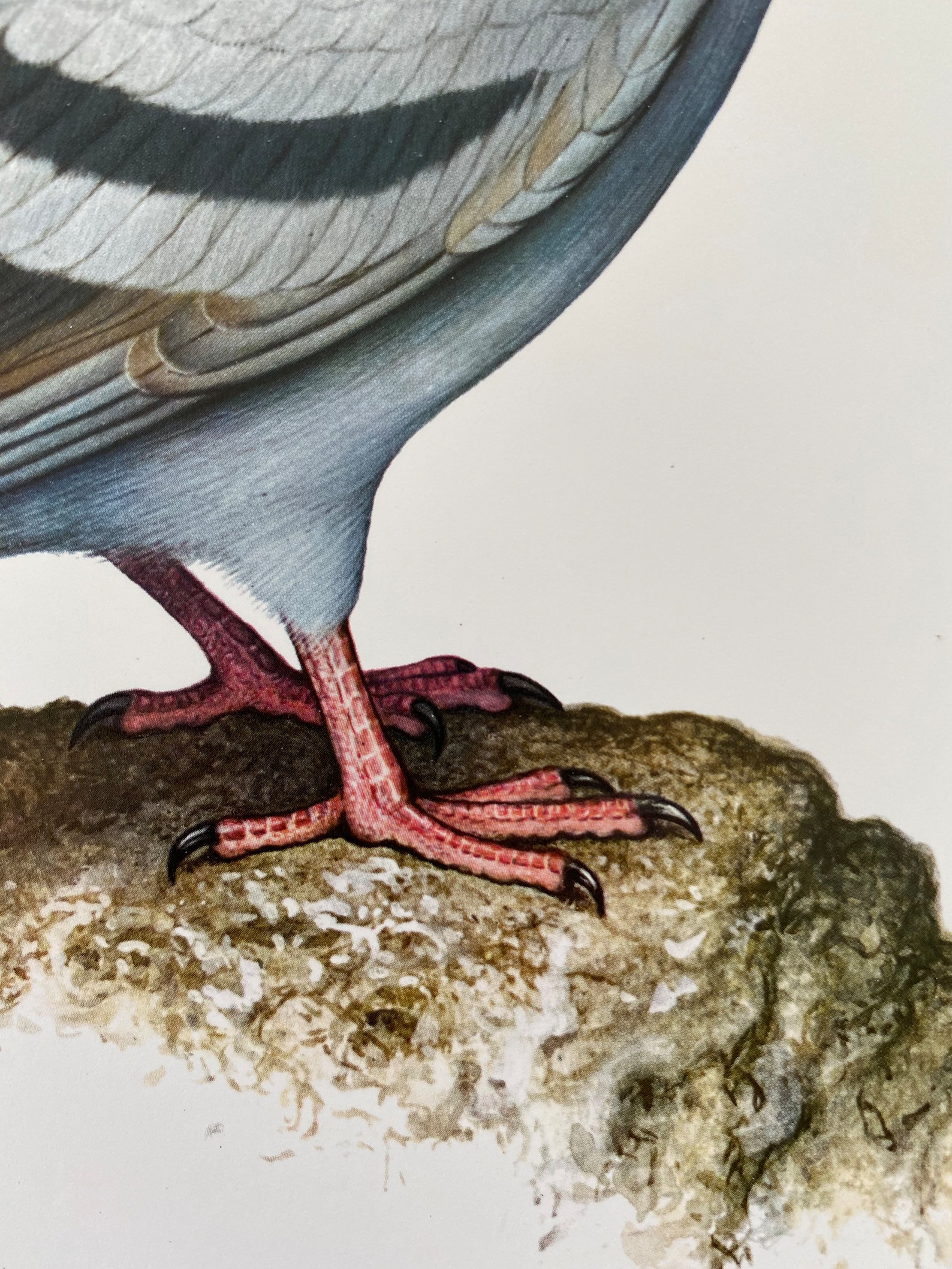 Vintage Pigeon Print, 1960s French Ornithology Wall Art - Etsy