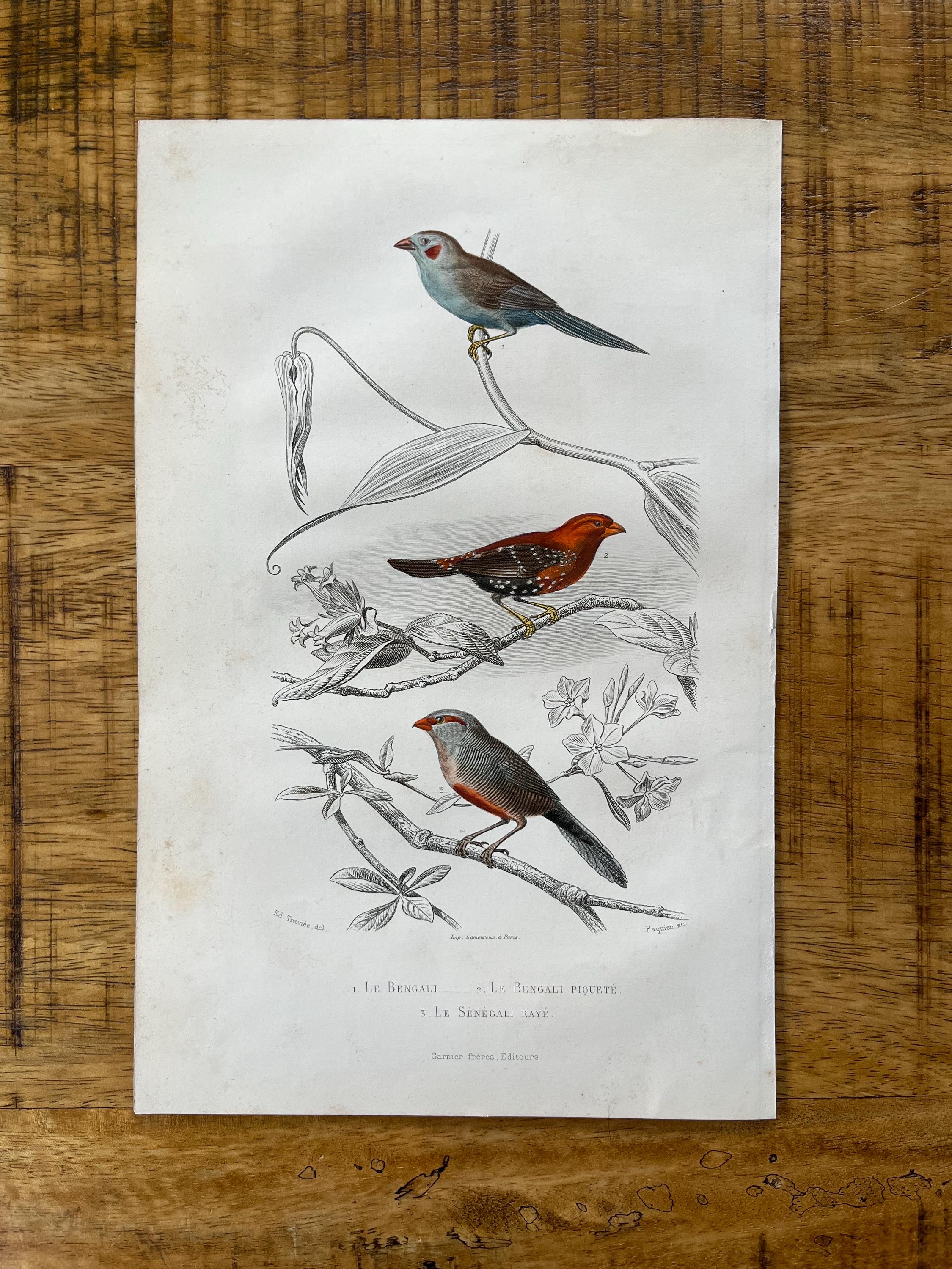 Antique Bengali, Bengali Rouge Finch Bird Print From 1850. Original and ...