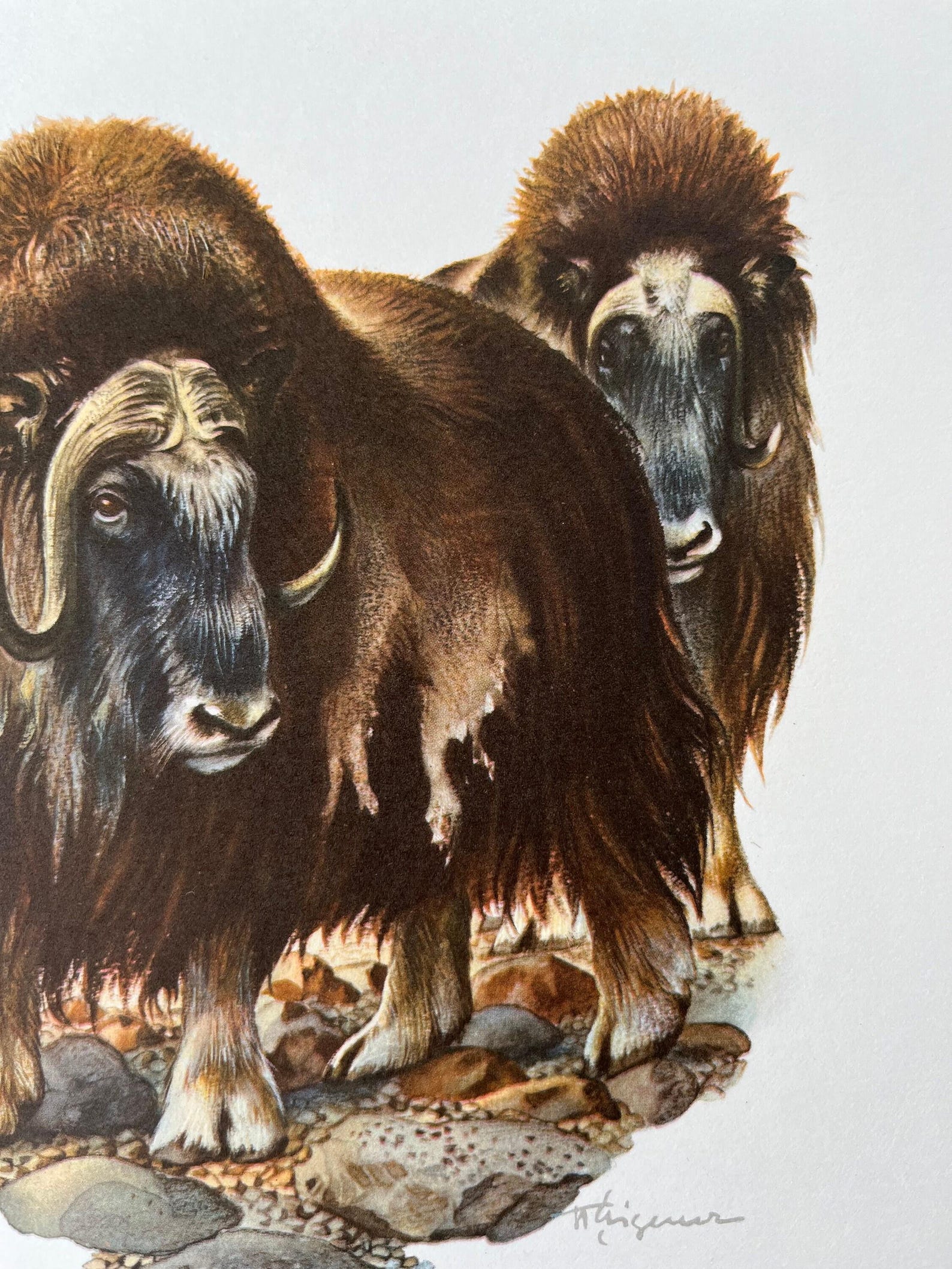 Vintage Musk Ox Print, 1960s Natural History Zoology Illustration - Etsy