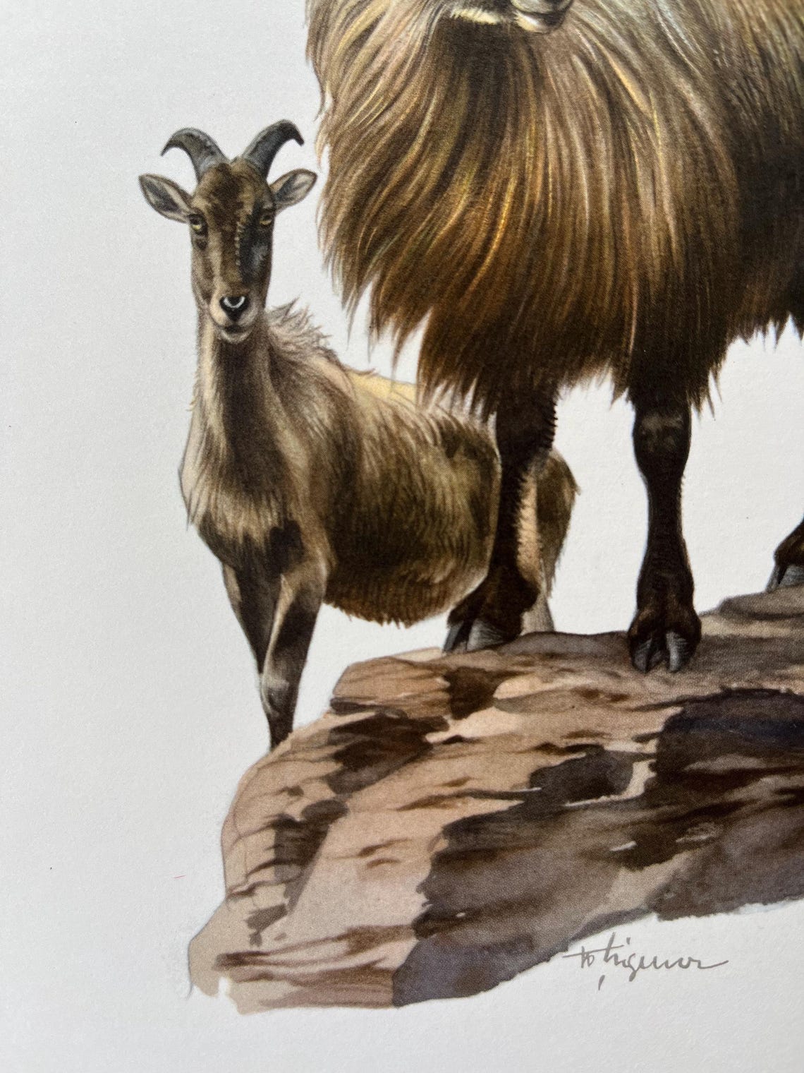 Himalayan Tahr Print, Vintage Zoology Lithograph, 1960s Wildlife ...