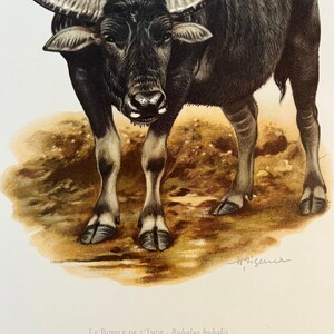 Vintage Water Buffalo Print, 1960s Zoology Lithograph - Etsy