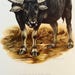 Vintage Water Buffalo Print, 1960s Zoology Lithograph - Etsy