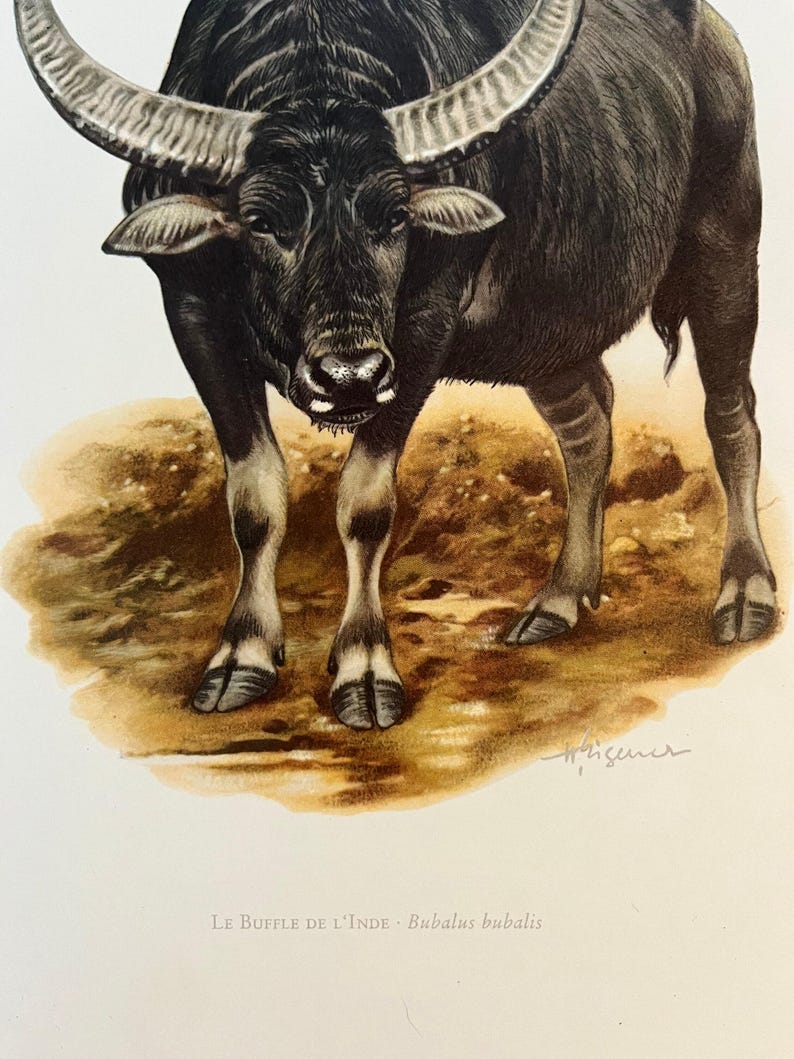 Vintage Water Buffalo Print, 1960s Zoology Lithograph - Etsy