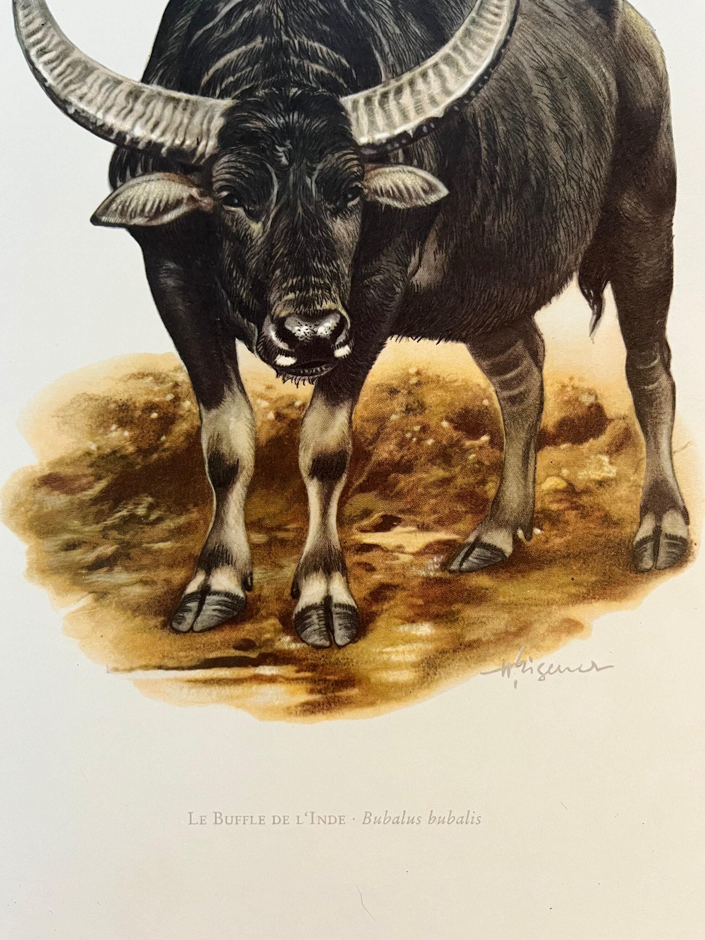 Vintage Water Buffalo Print, 1960s Zoology Lithograph - Etsy