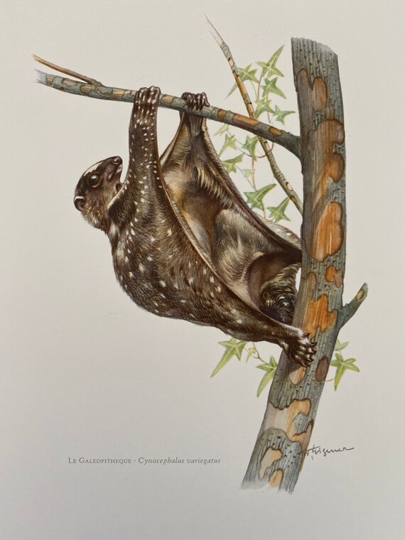 Flying Lemur