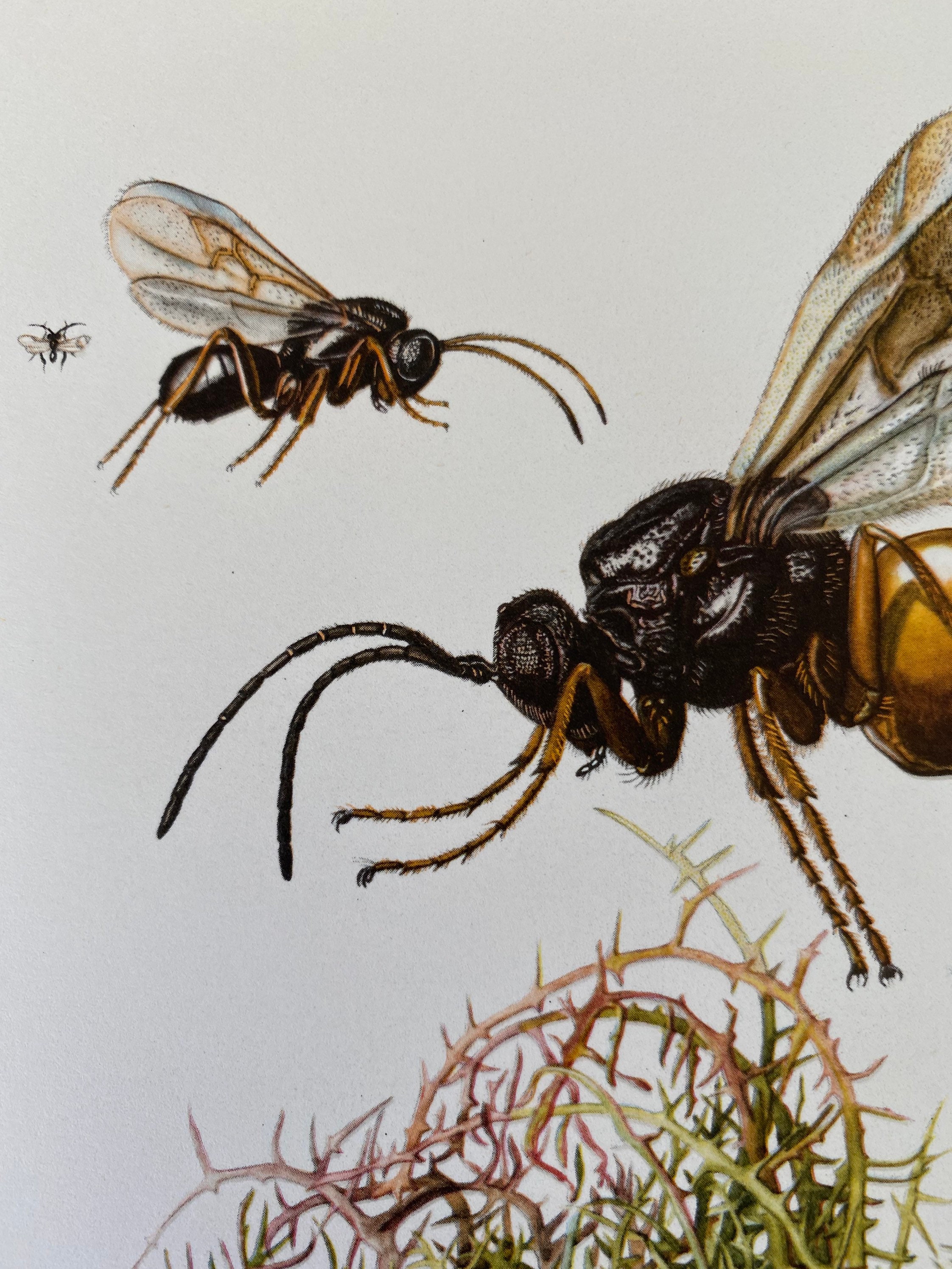 1960 Vintage GALL WASP Print. Bugs Illustrations. Insect - Etsy