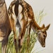 EUROPEAN FALLOW DEER Animal Print. Antique and Vintage Zoology and ...