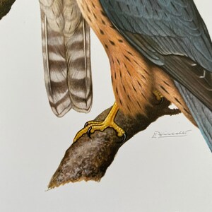 MERLIN FALCON Bird Print. Antique and Vintage Natural Sciences and ...