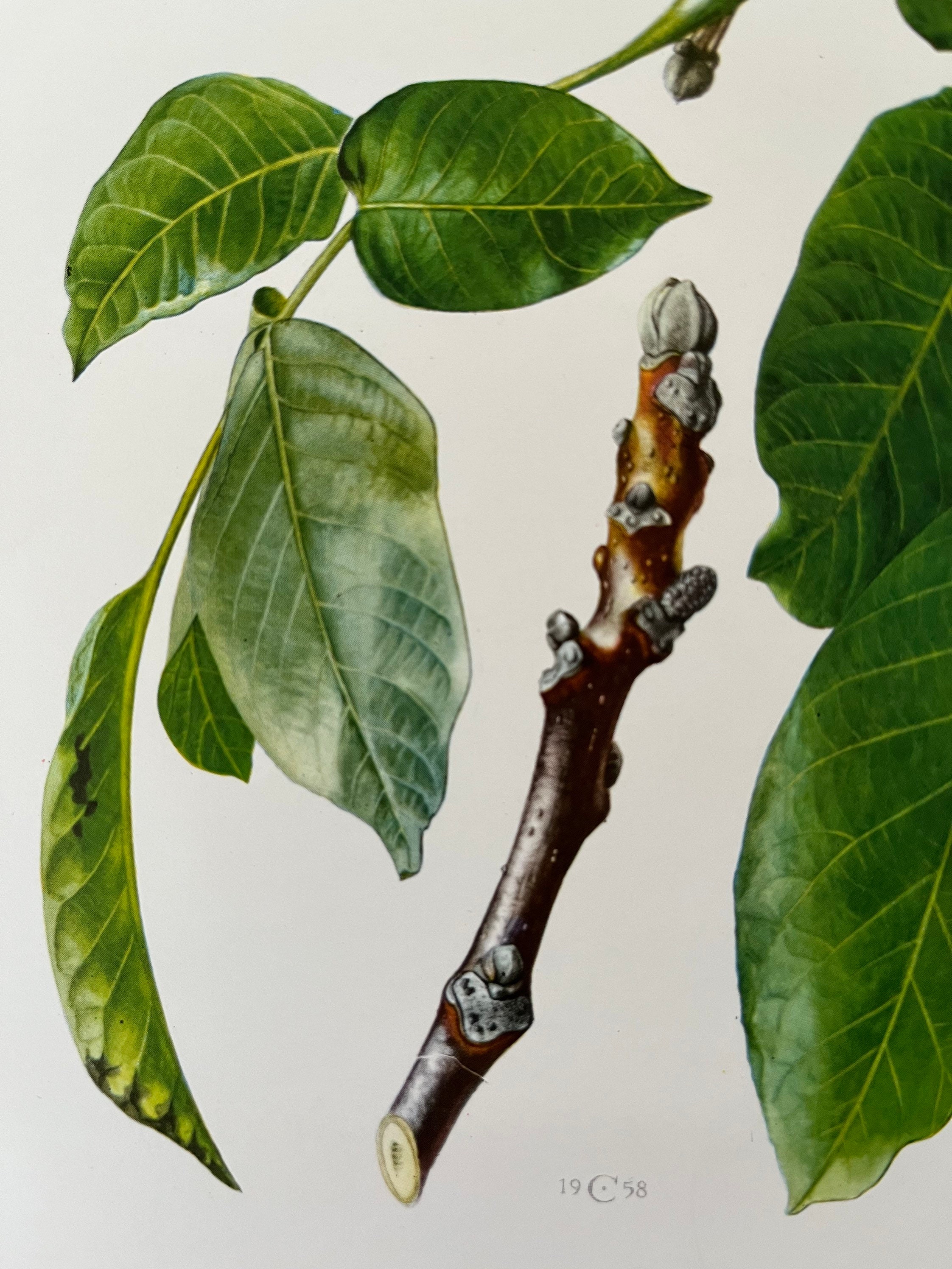 English Walnut Botanical Print, Vintage Natural Science Illustration - Etsy