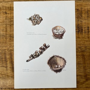 1960 Vintage FLUTED BIRDS NEST Mushroom Print. Antique Biology and ...