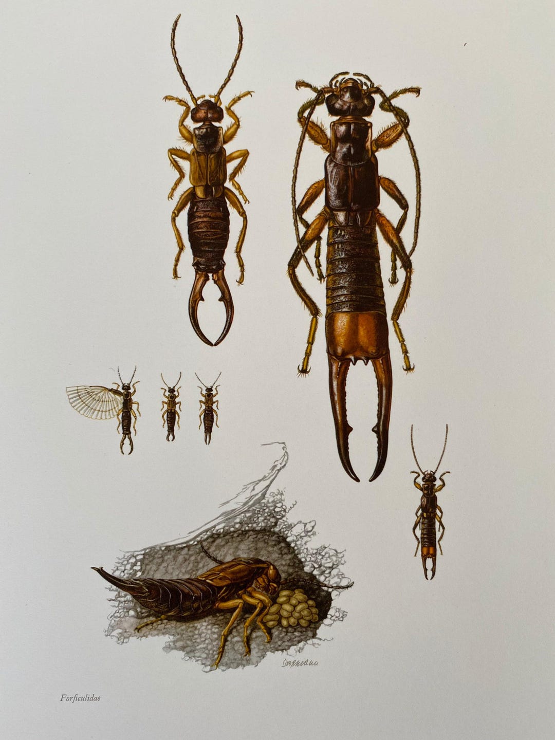 Earwig Print. Bugs Illustrations. Insect Print. Entomology. Natural ...