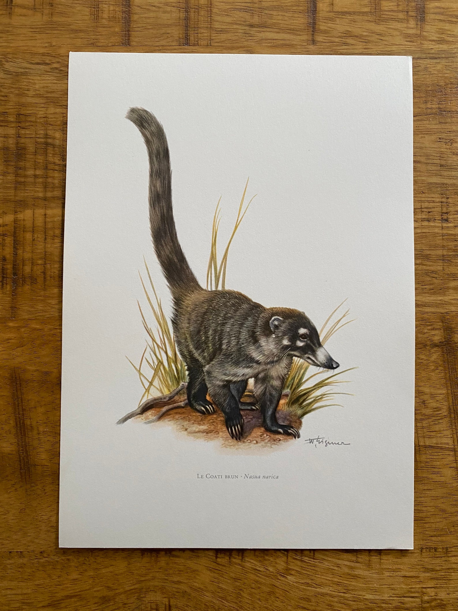 Vintage White-nosed Coati Print, 1960s Zoology Lithograph - Etsy