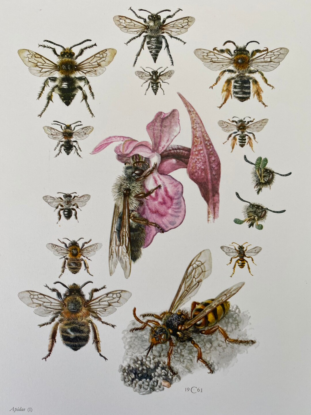 Bee Entomology Print | 1960s Insect Illustration, Natural History Wall ...