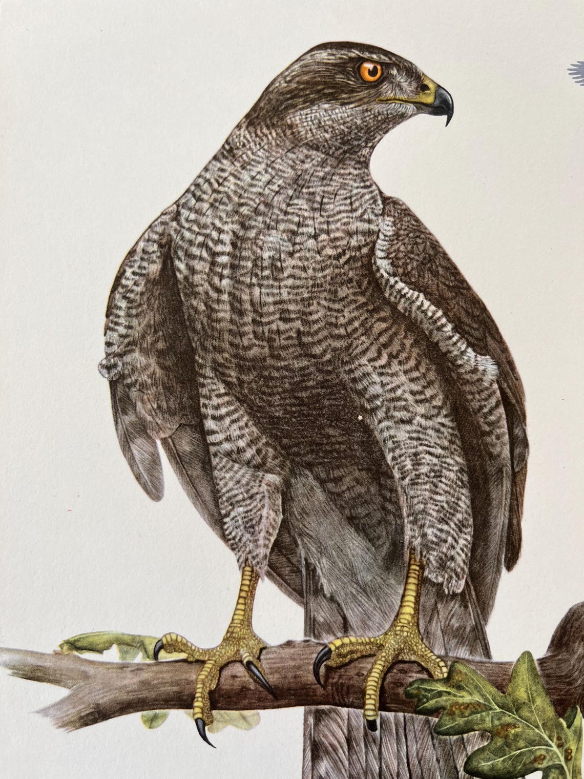 1955 Eurasian Goshawk Print, Vintage Ornithology Lithograph - Etsy
