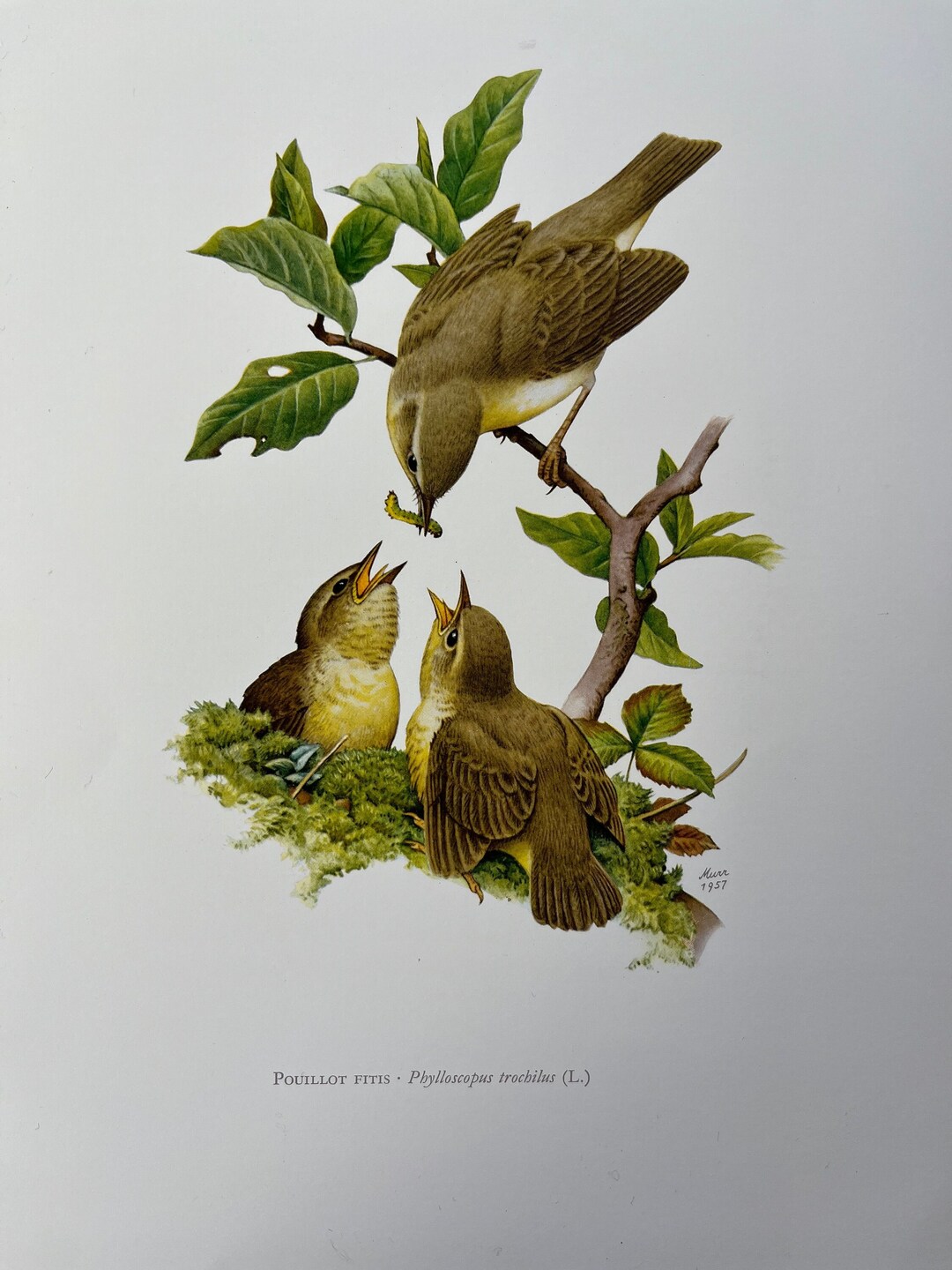 Willow Warbler Print, Vintage 1960s Bird Lithograph - Etsy