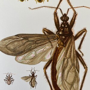 Assassin Bug Print. Bugs Illustrations. Insect Print. Entomology ...