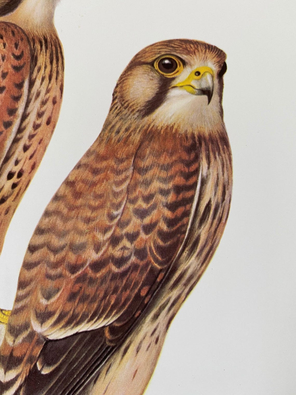 Vintage Kestrel Bird Print, Natural History Wall Art - Etsy