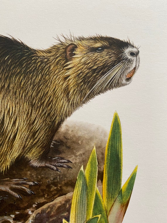 Nutria Animal
