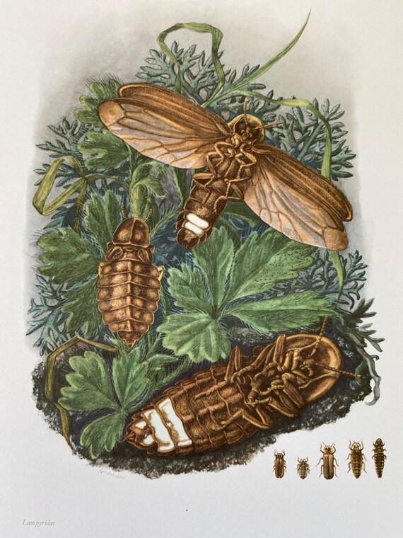 Firefly Insect Illustration