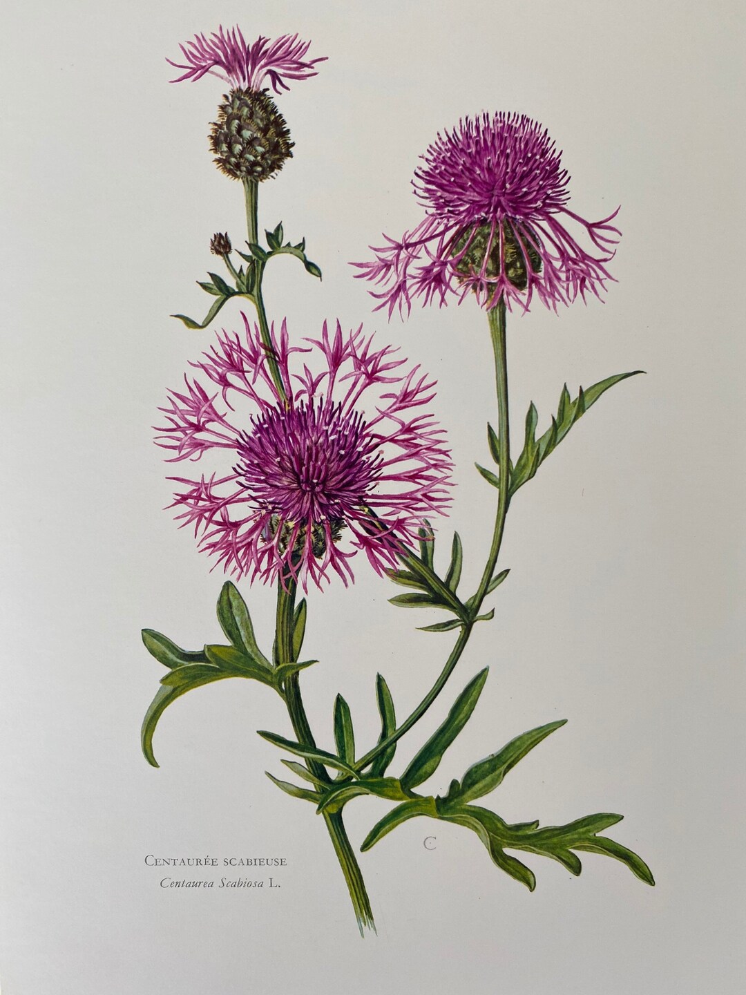 GREATER KNAPWEED Botanical Print. Antique and Vintage Natural Sciences ...