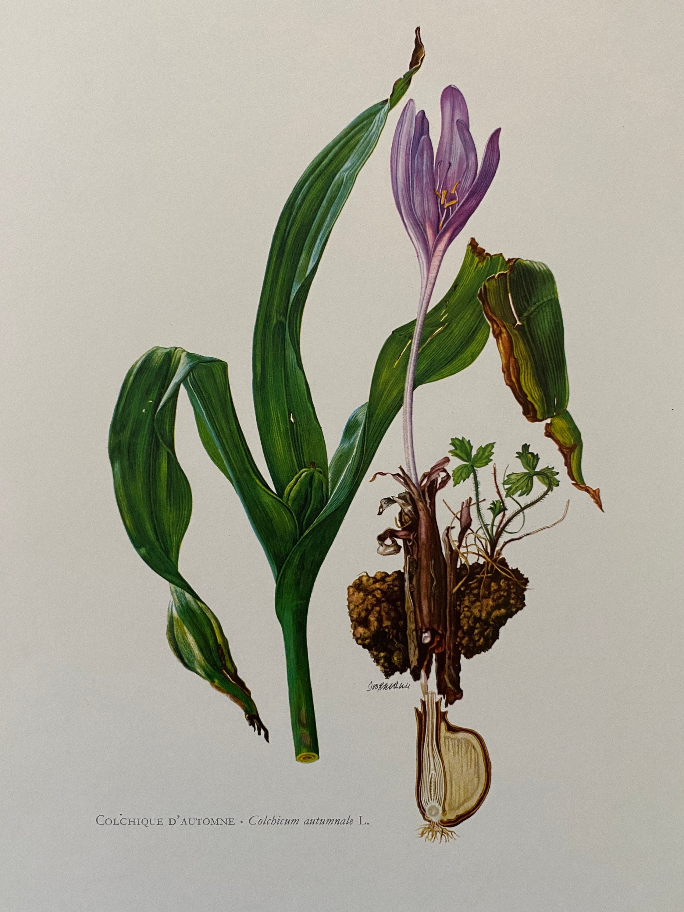 Autumn Crocus Drawing