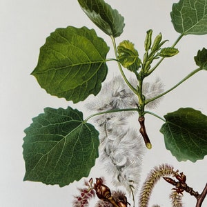 QUAKING ASPEN TREE Botanical Print. Antique and Vintage Natural ...