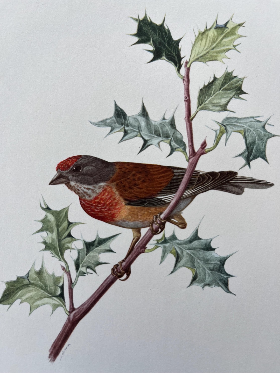 1955 Vintage Common Linnet Bird Print. Antique Ornithology and Biology ...