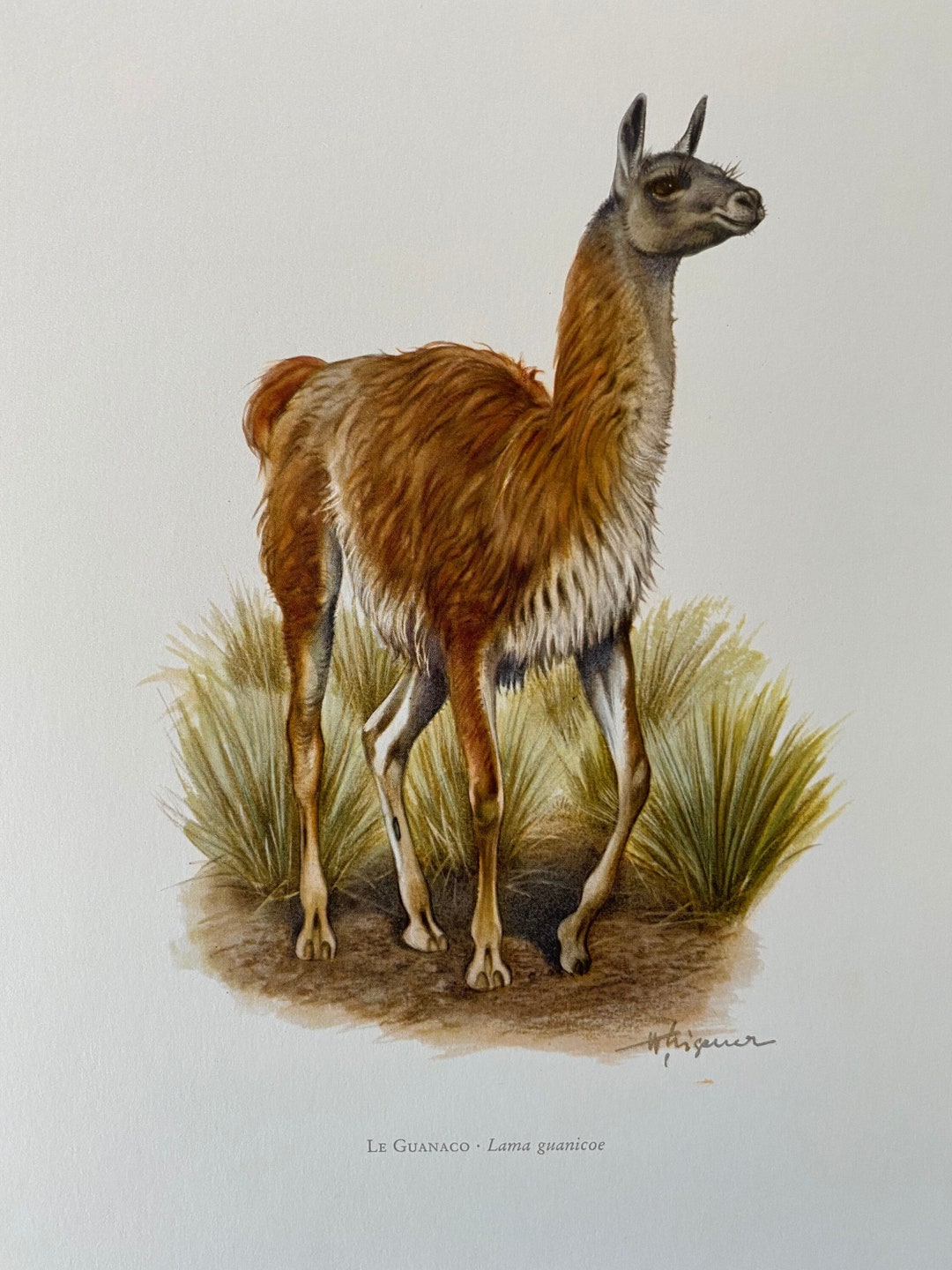 Vintage Guanaco Print, 1960s Zoology Lithograph - Etsy