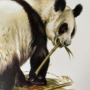 1960 Vintage GIANT PANDA Animal Print. Antique Zoology and - Etsy