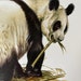 1960 Vintage GIANT PANDA Animal Print. Antique Zoology and - Etsy
