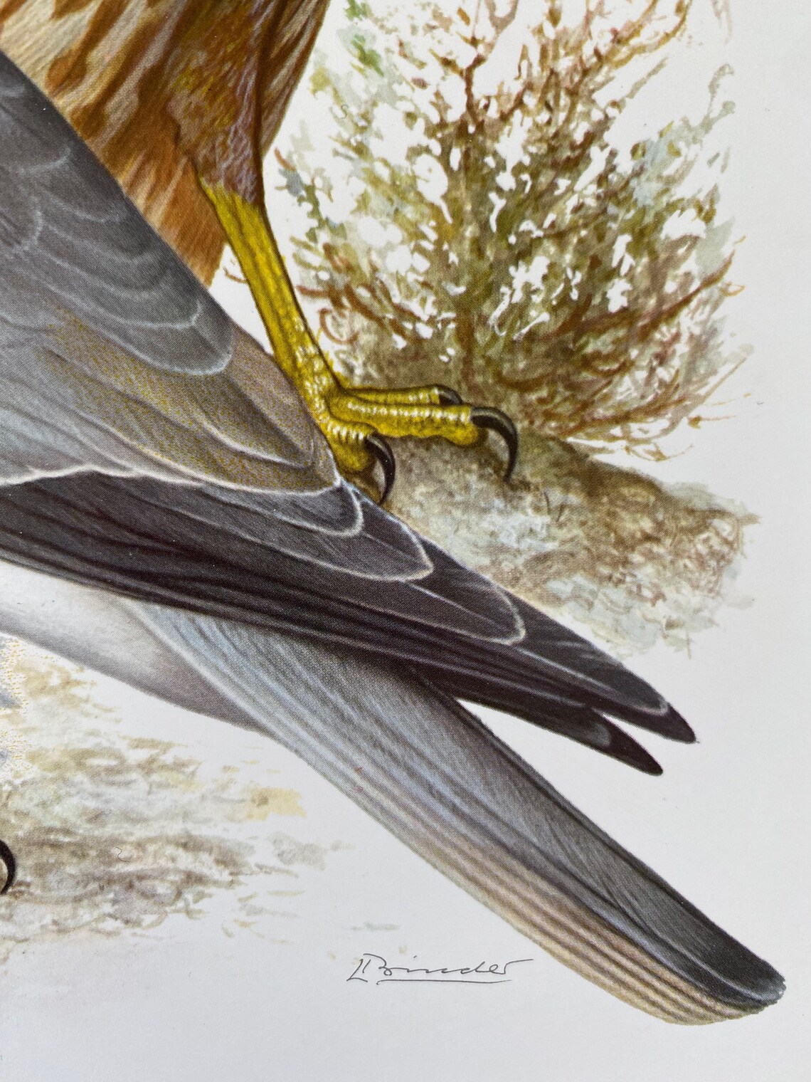 Hen Harrier Print | Vintage Bird Illustration, Natural Sciences Wall ...