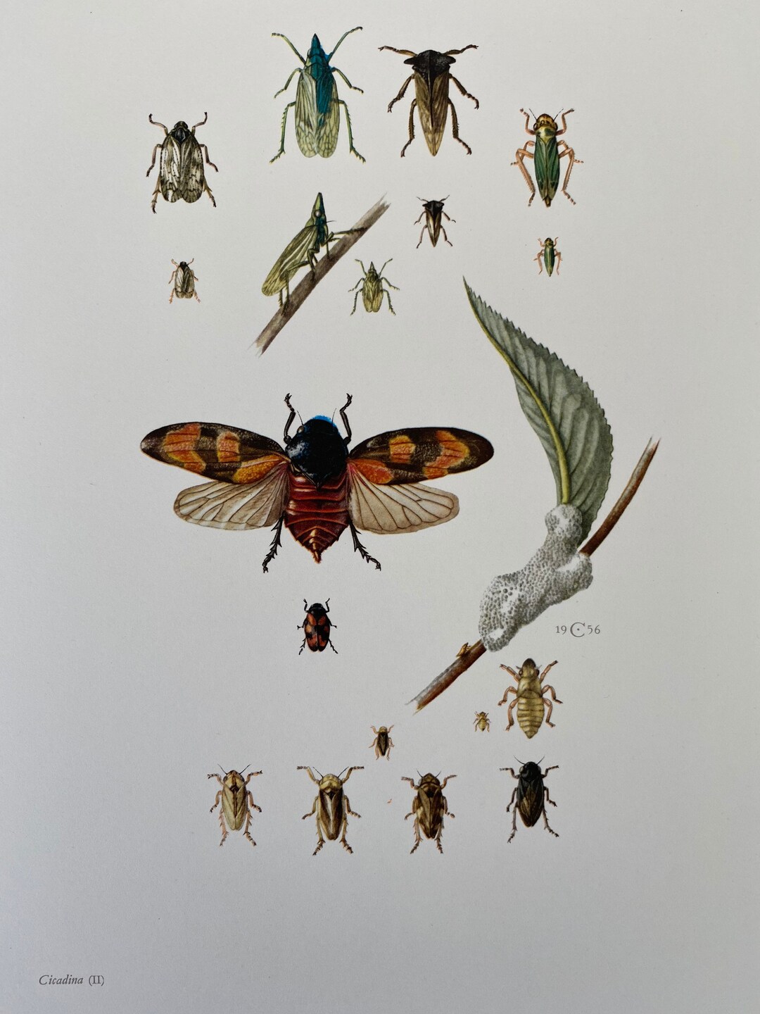 CICADA Print. Bugs Illustrations. Insect Print. Entomology. Natural ...