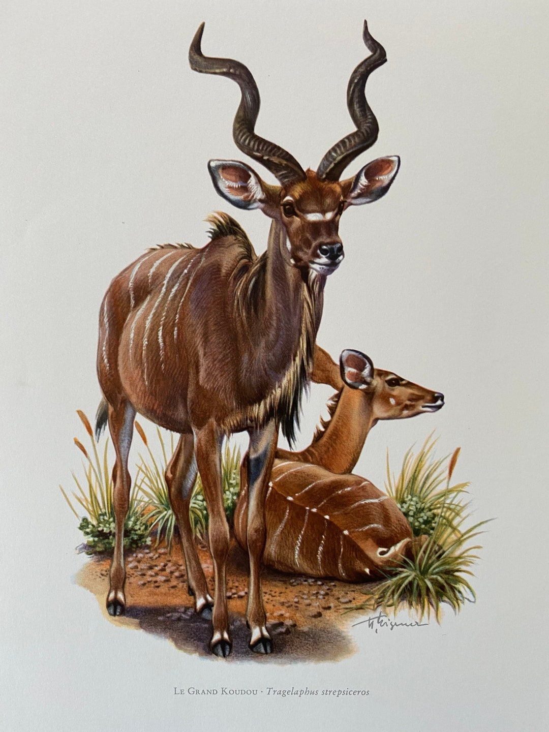 GREATER KUDU Animal Print. Antique and Vintage Zoology and Biology ...