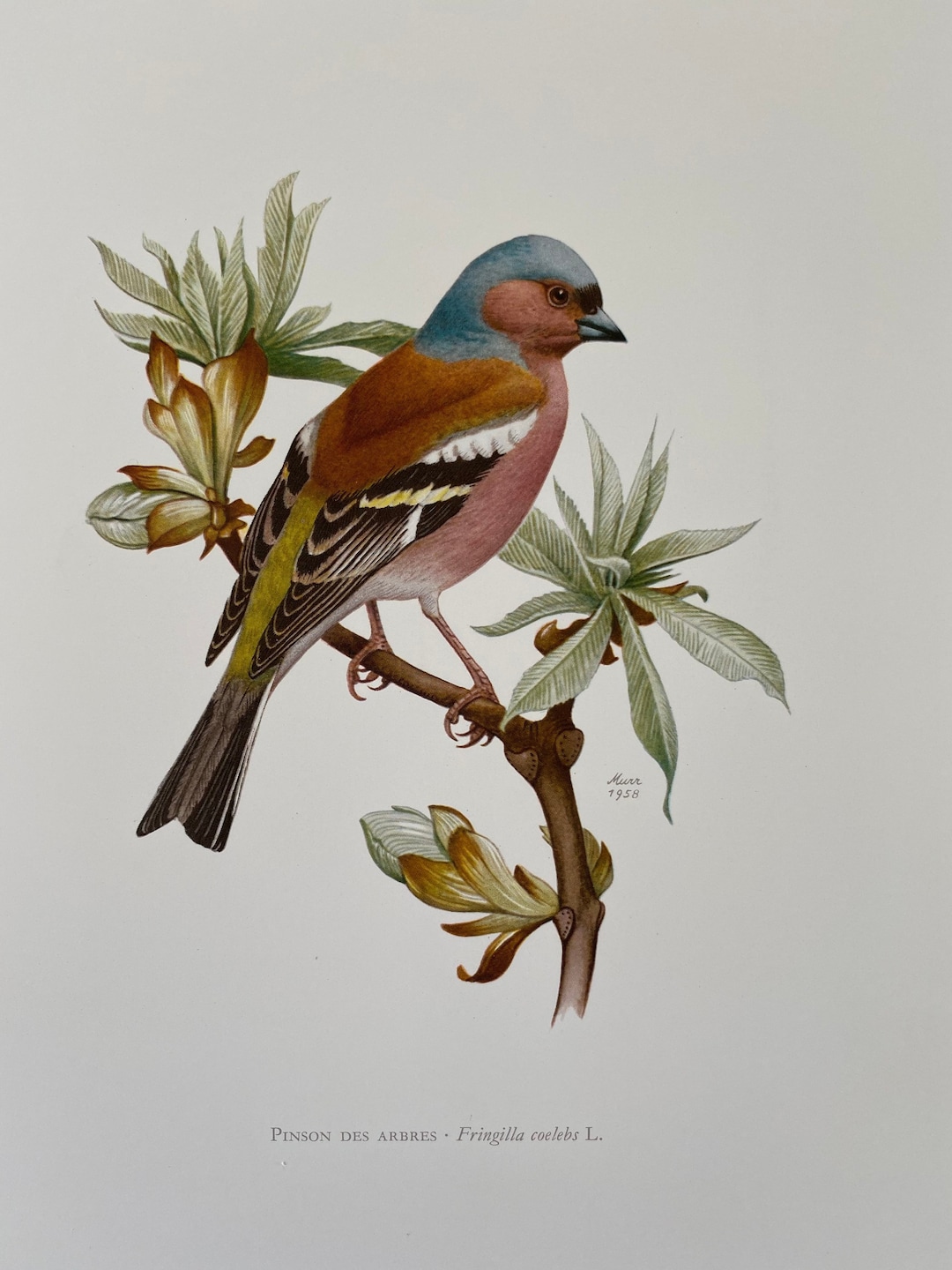 COMMON CHAFFINCH Bird Print. Antique and Vintage Natural Sciences and ...