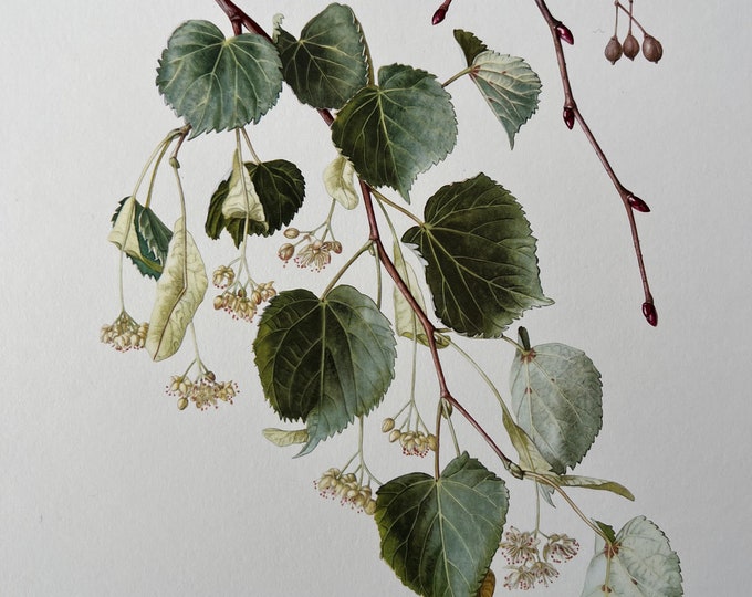 Botanical LITTLELEAF LINDEN Tree Print. Vintage Flower En Plant ...