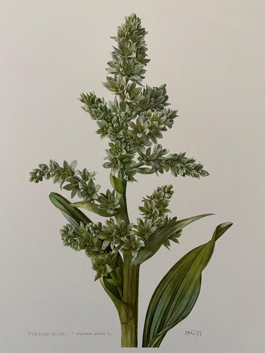 False Helleborine Botanical Print. Antique and Vintage Natural Sciences ...