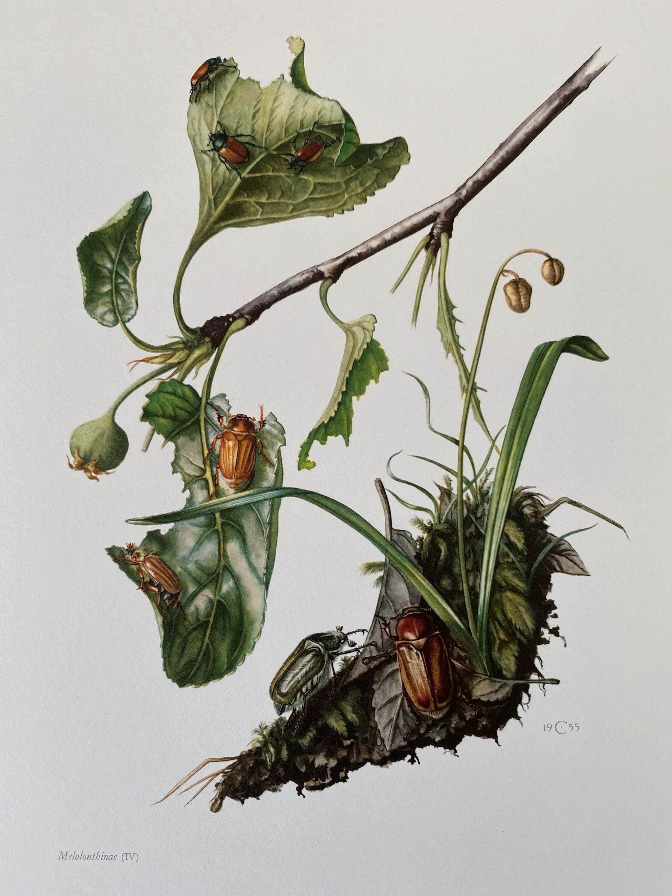 Entomology Print: 1960s Scarab Beetles Illustration, Natural History ...